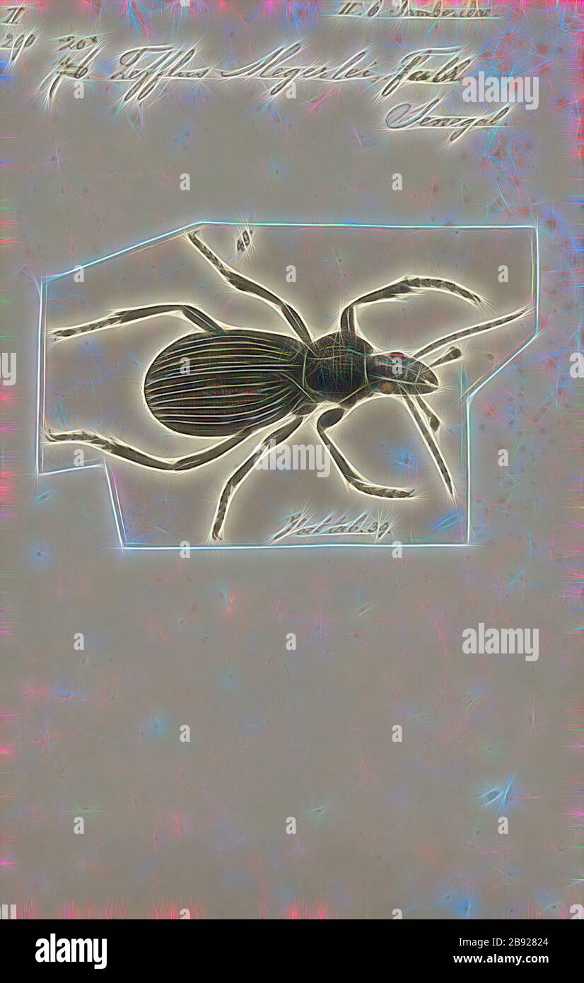 Flightless afrotropical ground beetles hi-res stock photography and ...