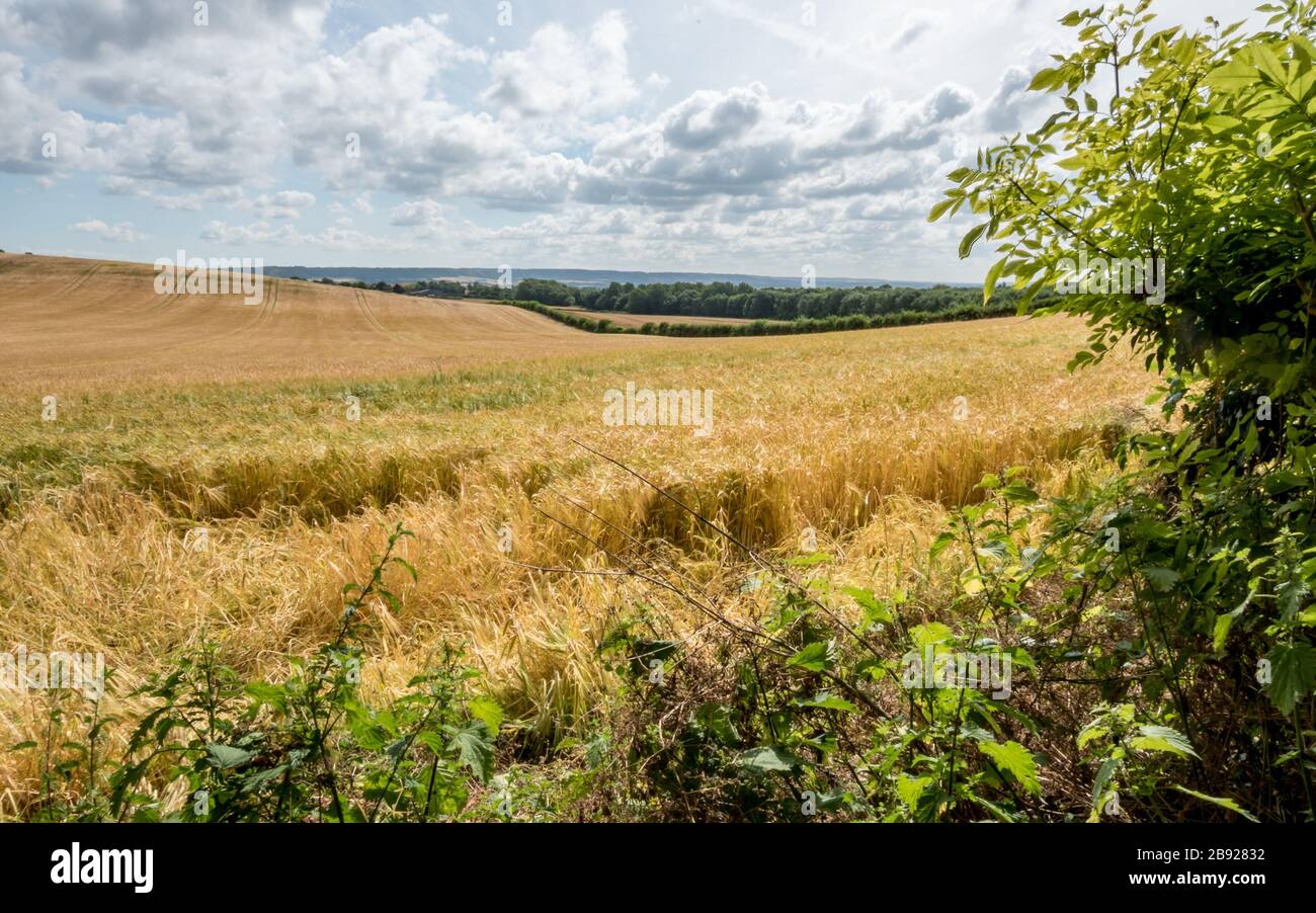 Wheat field and the Kent landscape, England. A rural countryside scene ...