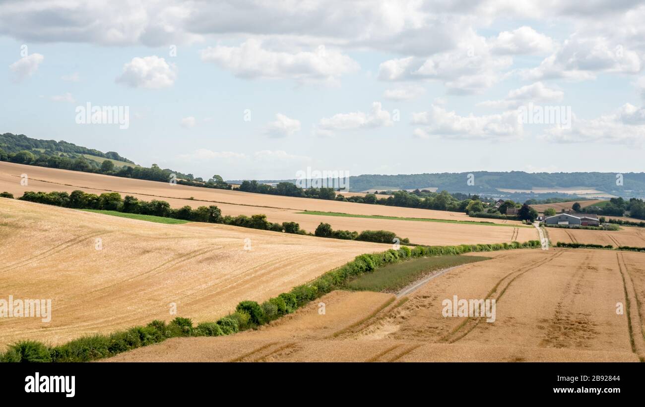 Wheat field crop farming, Kent, England. A rural English countryside ...