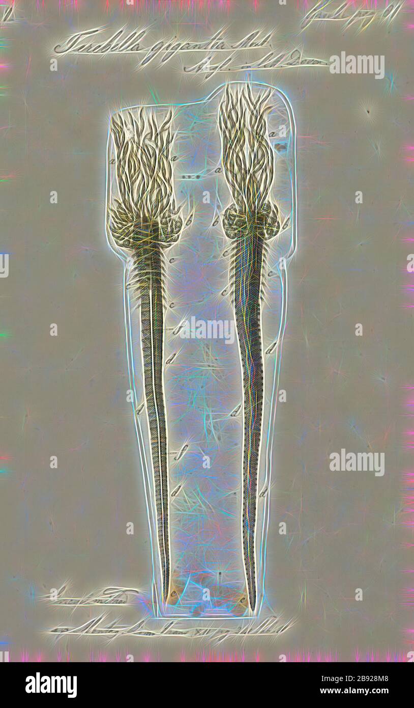 Terebella gigantea hi-res stock photography and images - Alamy