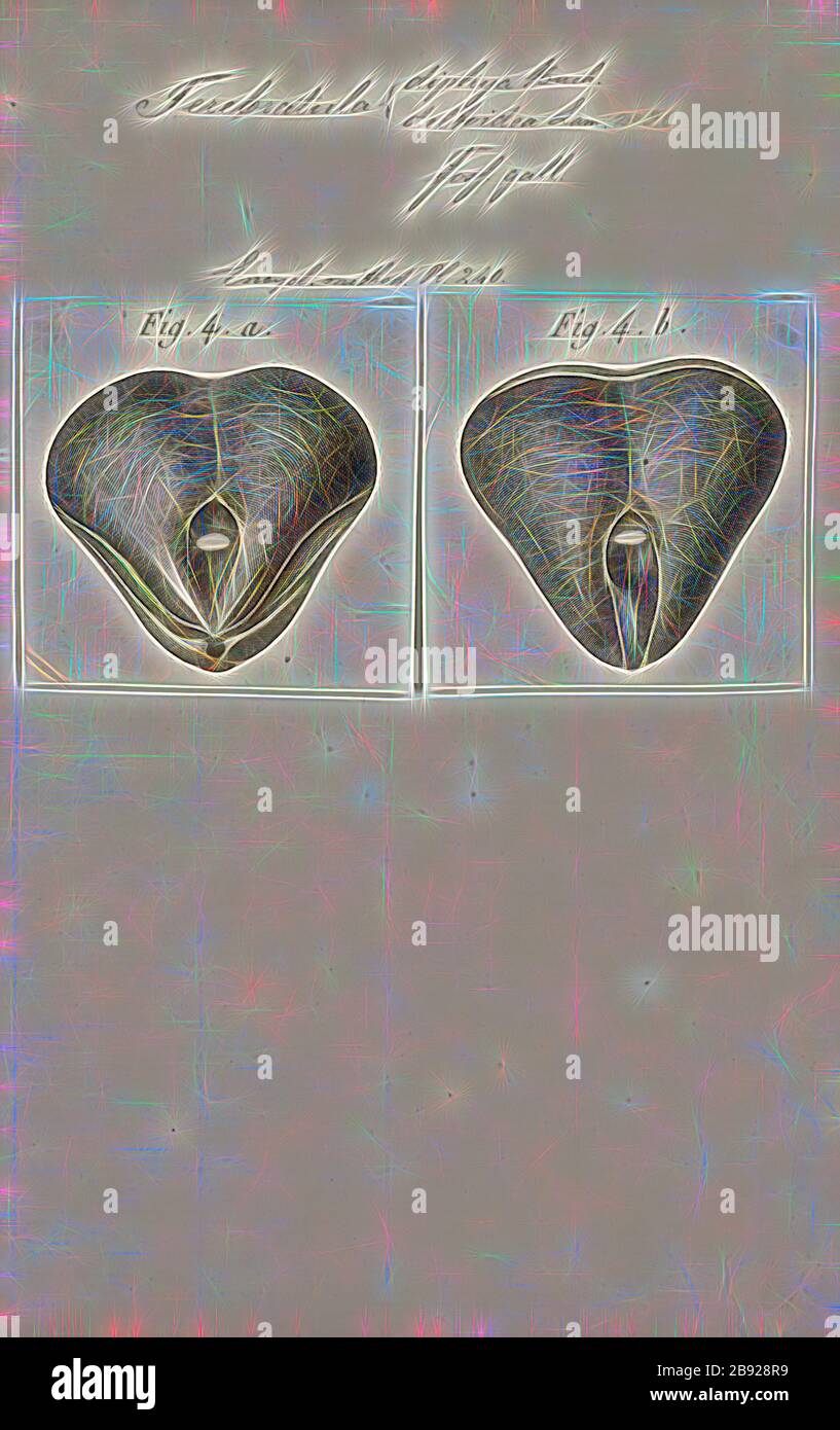 Terebratula diphya, Print, Terebratula is a modern genus of brachiopods ...