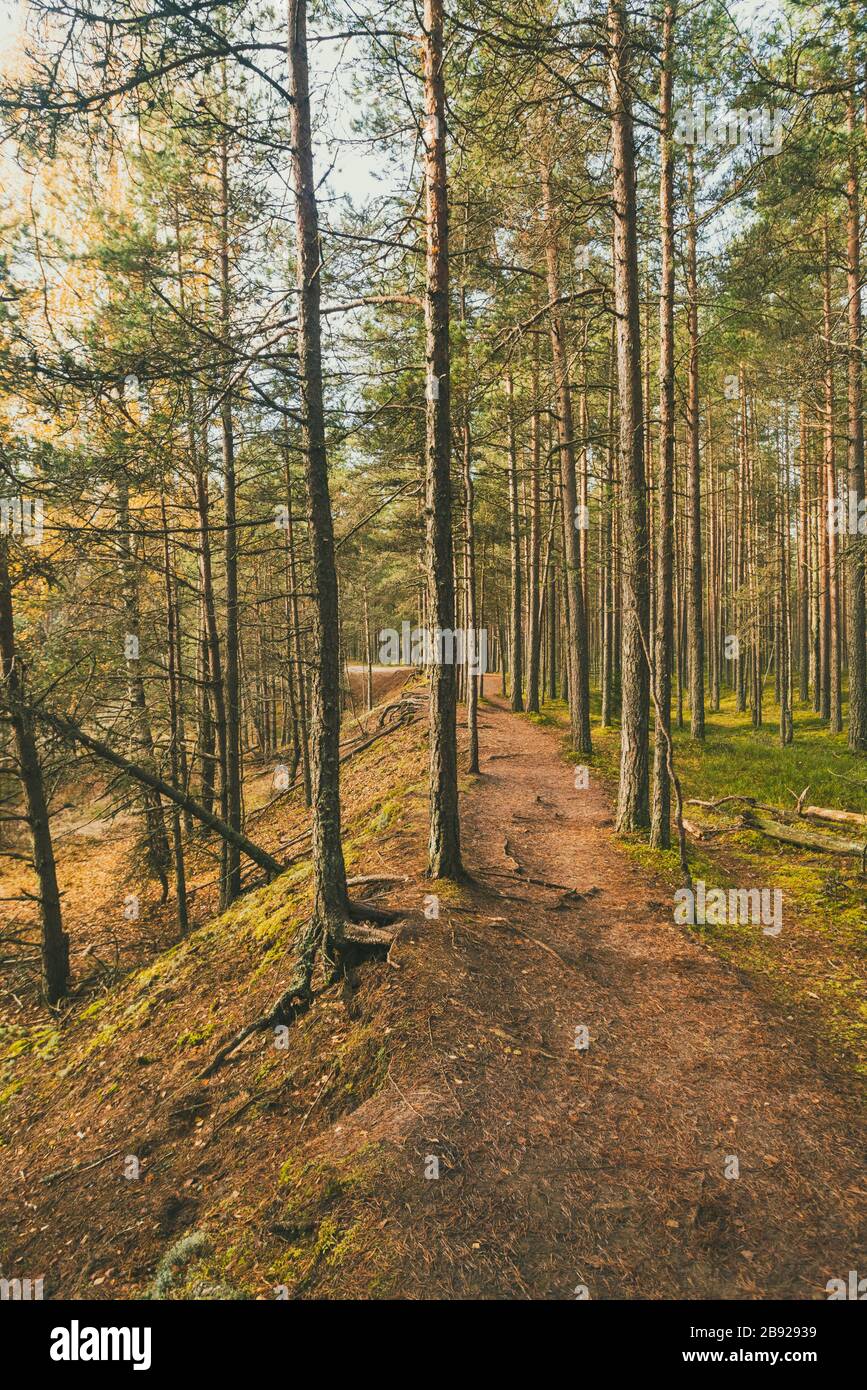 ancient trees at Lahemaa national Park in Estonia in Autumn Stock Photo ...