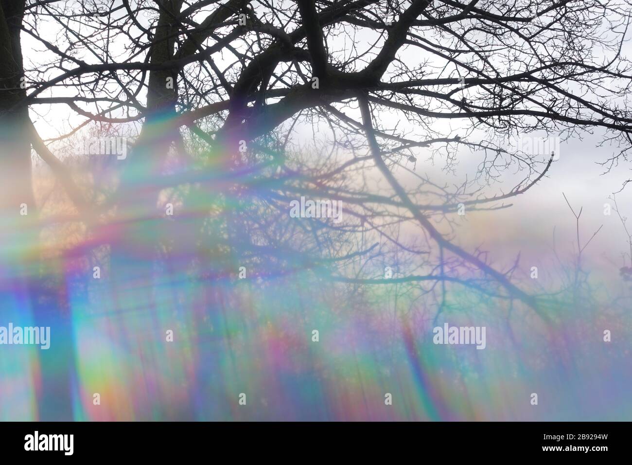 Colorful haze through tree branches abstract lo-fi blur. Iridescent ...