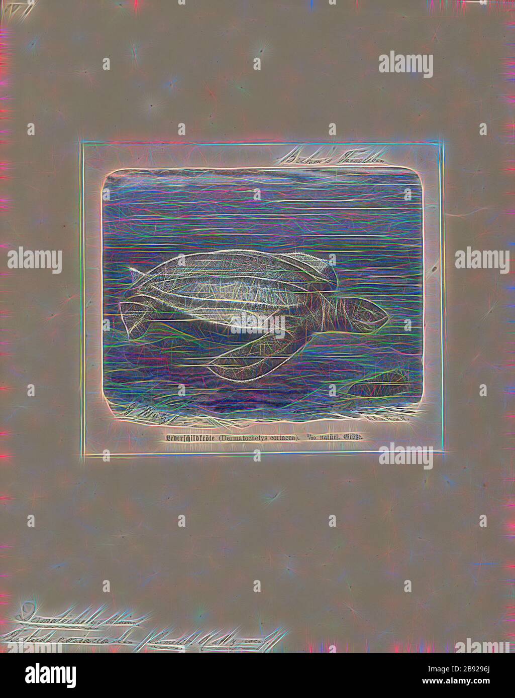 Lute turtle hi-res stock photography and images - Alamy