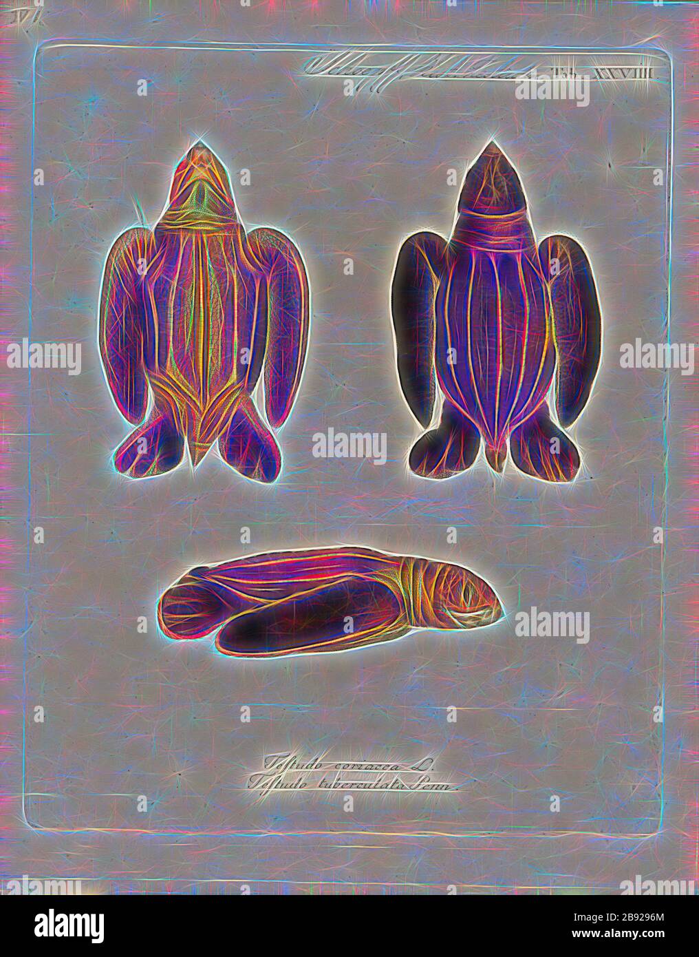 Testudo coriacea, Print, The leatherback sea turtle (Dermochelys ...