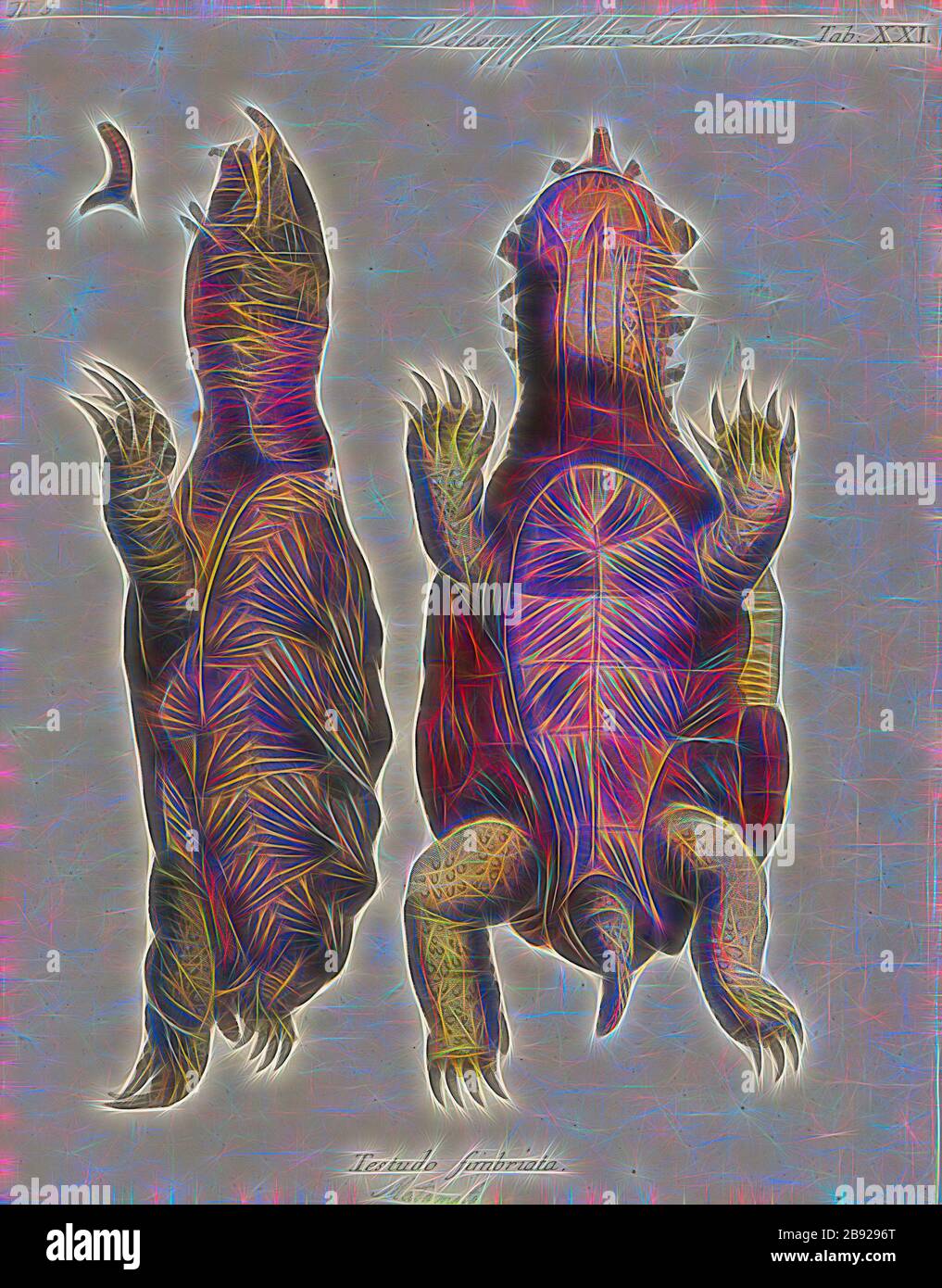 Testudo fimbriata hi-res stock photography and images - Alamy