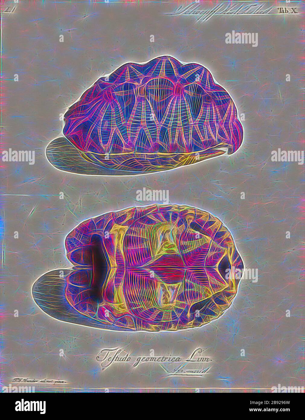 Testudo geometrica, Print, shell, Reimagined by Gibon, design of warm ...