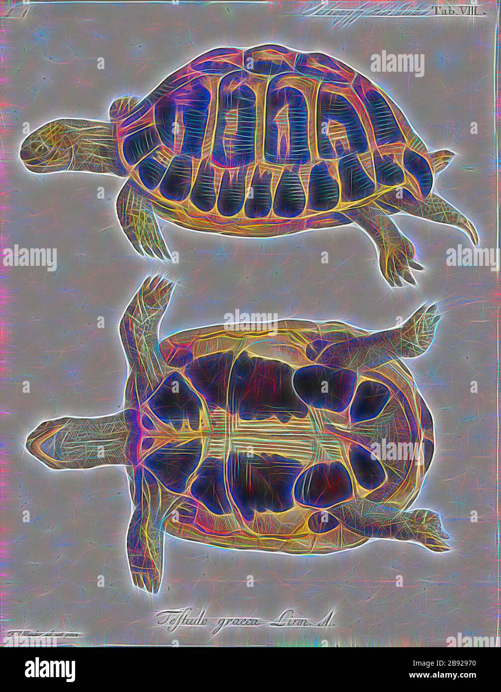 Testudo graeca, Print, The Greek tortoise (Testudo graeca), also known ...