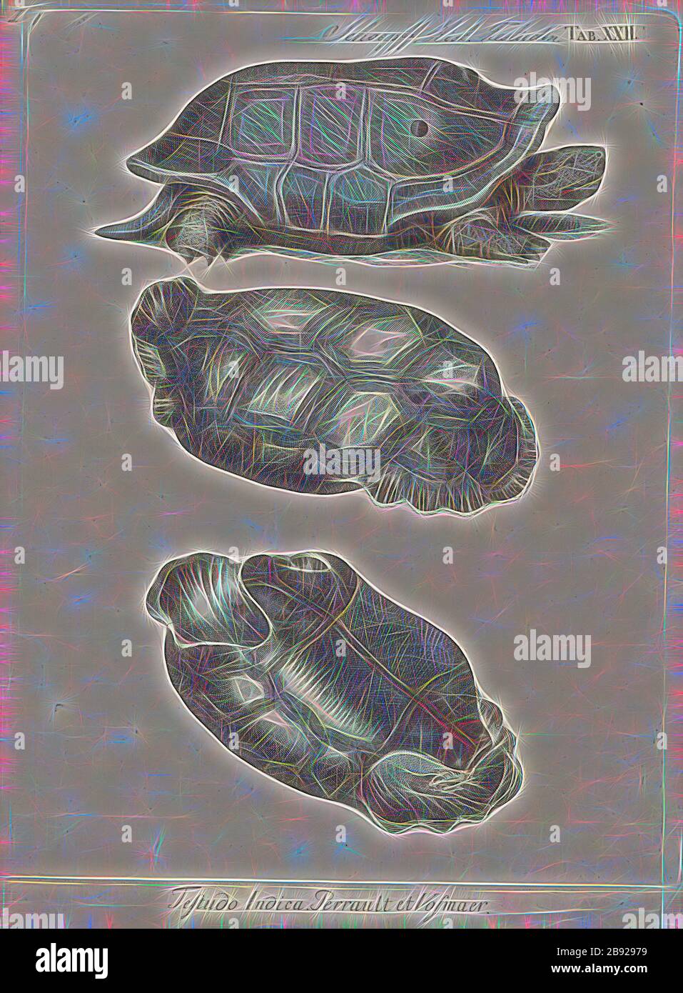 Testudo Indica High Resolution Stock Photography and Images - Alamy