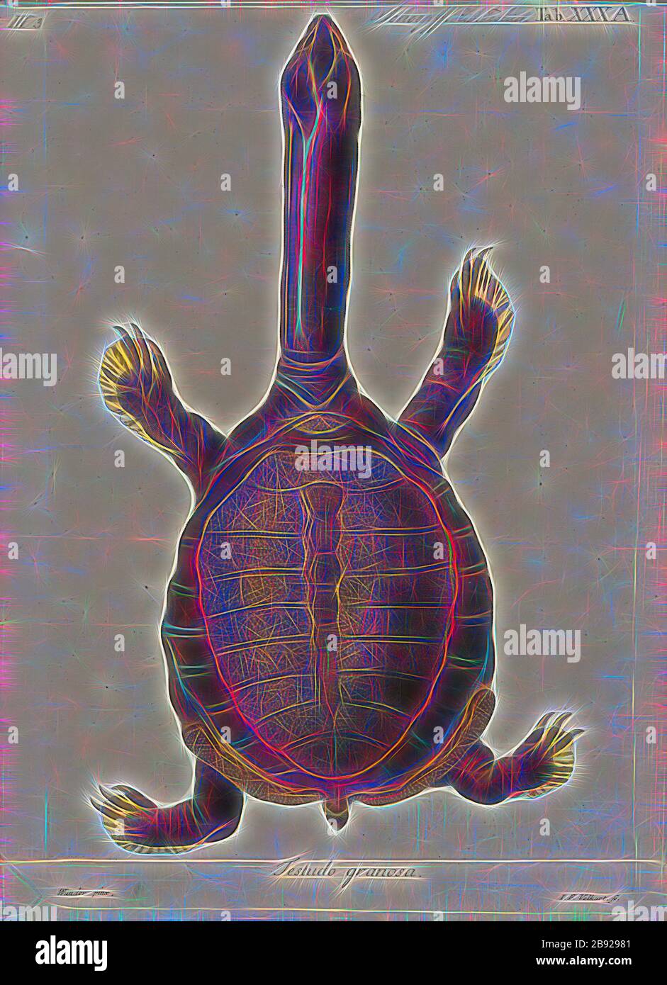 Indian flapshell turtle lissemys punctata hi-res stock photography and ...