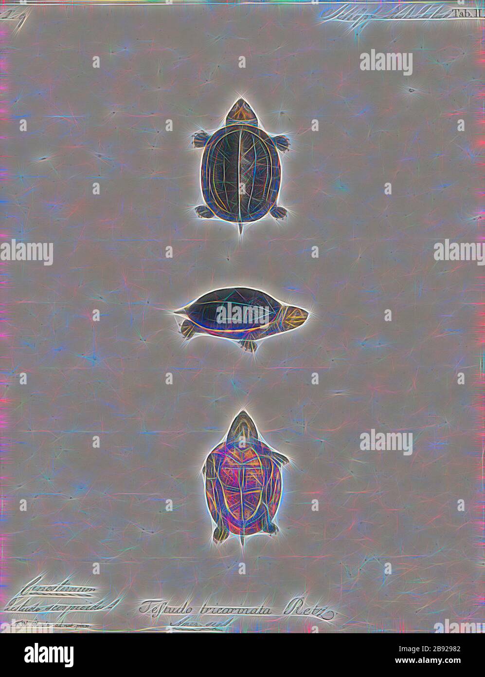 Testudo scorpioides, Print, The Scorpion mud turtle (Kinosternon ...