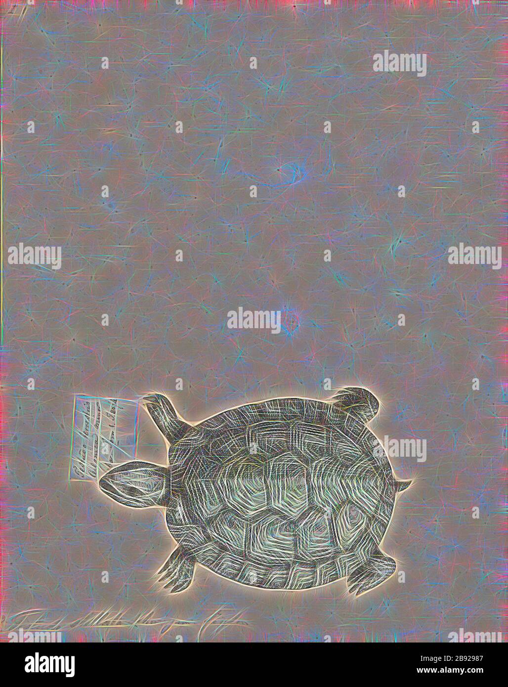 Testudo stellata, Print, Reimagined by Gibon, design of warm cheerful ...