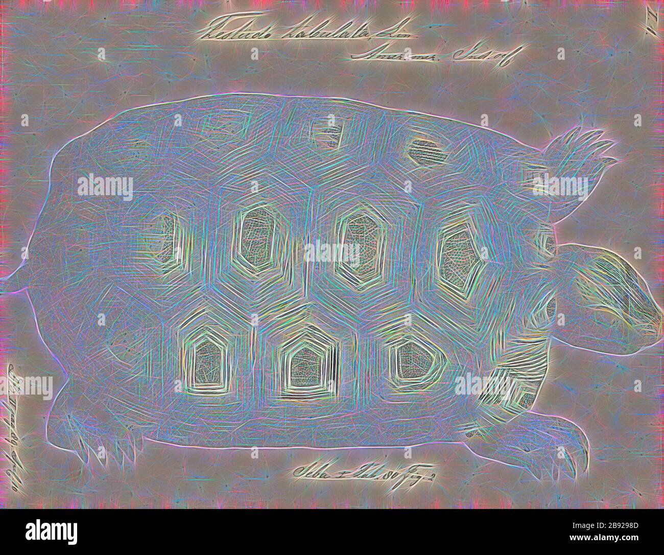 Testudo tabulata, Print, The yellow-footed tortoise (Chelonoidis ...