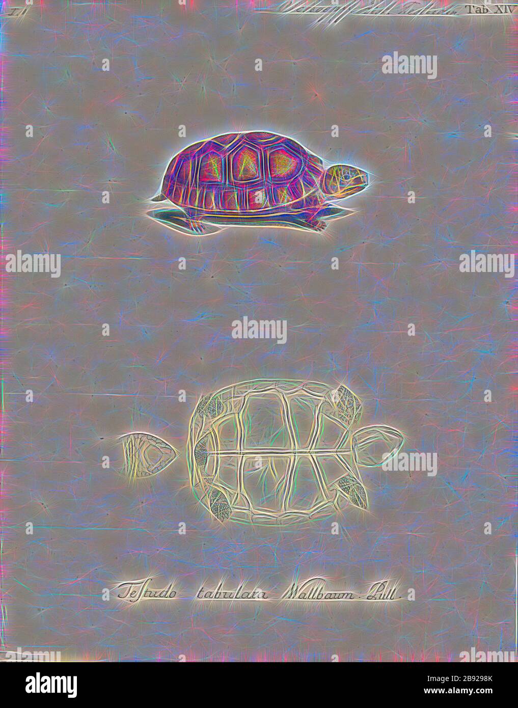 Tabulata hi-res stock photography and images - Alamy