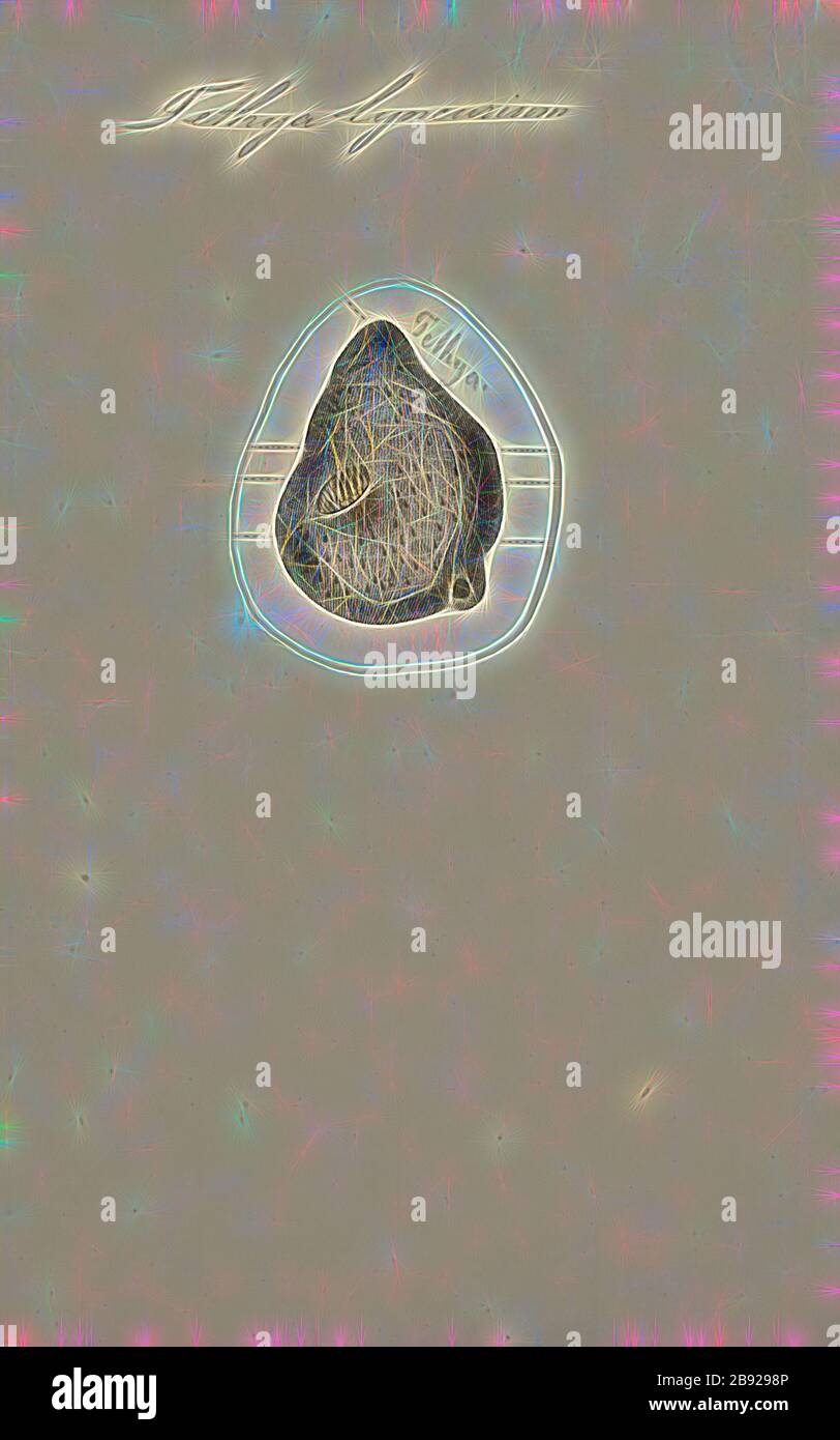 Tethya lyncurium, Print, Tethya aurantium, also known as the golf ball ...