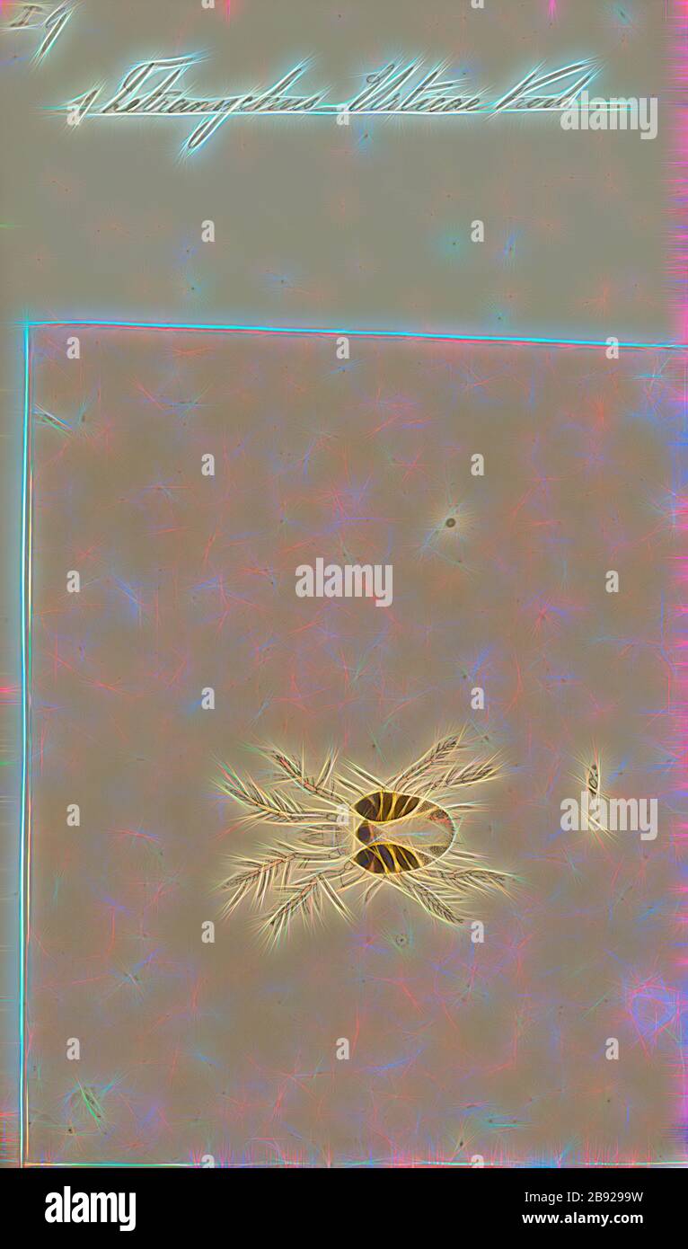 Tetranychus, Print, Tetranychus is a genus of spider mite. Tetranychus ...