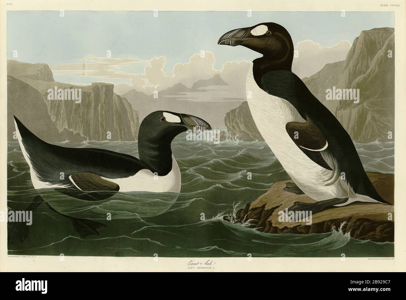 Great auk extinct hi-res stock photography and images - Alamy