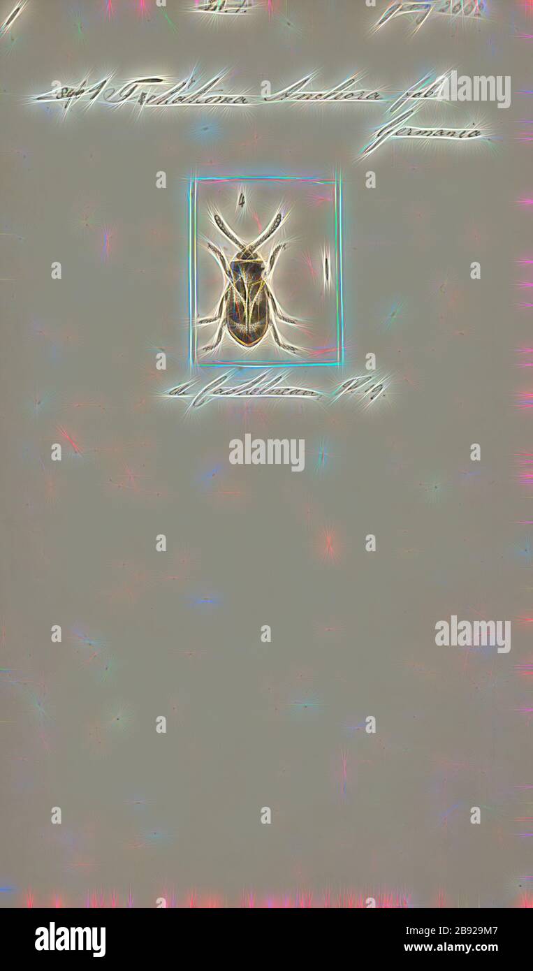 Tetratoma, Print, Tetratoma is a genus of polypore fungus beetles in ...