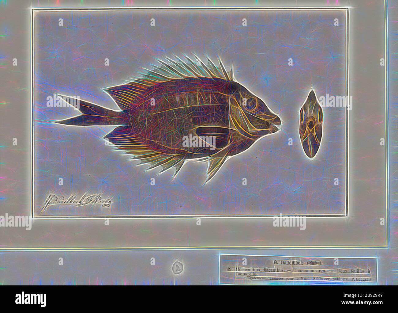 Teuthis spec hi-res stock photography and images - Alamy
