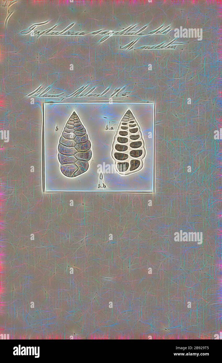 Textularia sagittula, Print, Textularia is a genus of textulariid ...