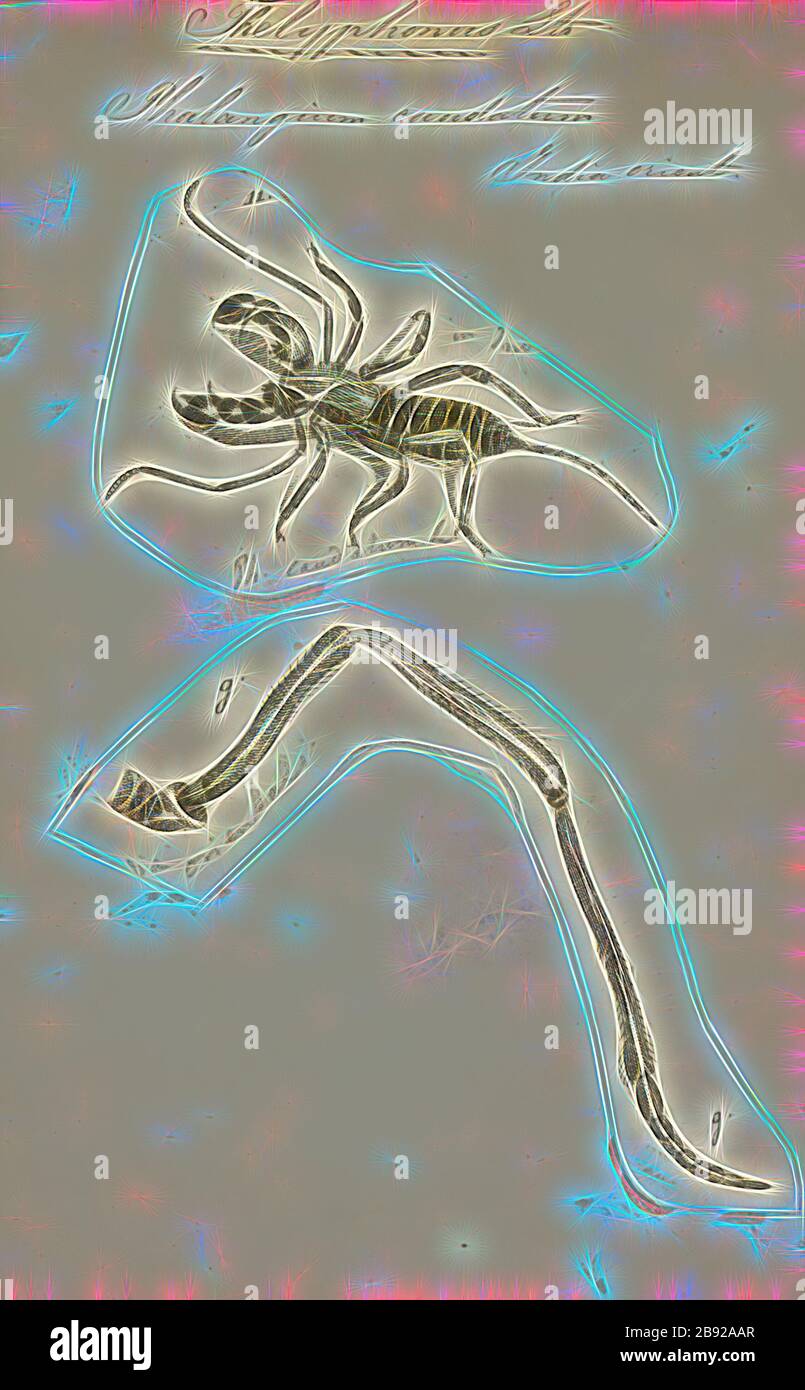 Thelyphoninae hi-res stock photography and images - Alamy