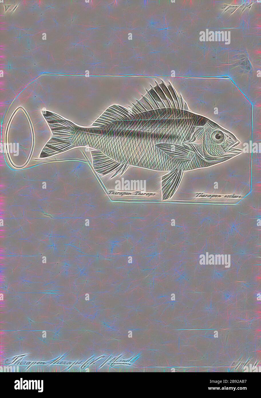 Therapon theraps, Print, 1809-1845, Reimagined by Gibon, design of warm ...