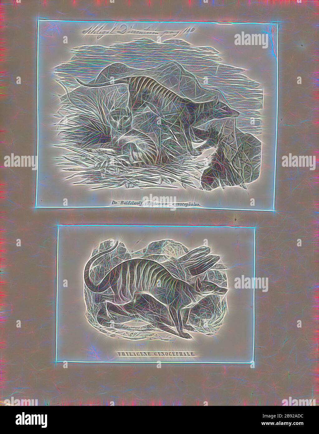 Thylacinus cynocephalus, Print, The thylacine (Thylacinus cynocephalus ...