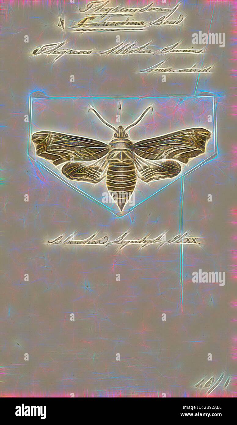 Thyreus caeruleopunctatus hi-res stock photography and images - Alamy