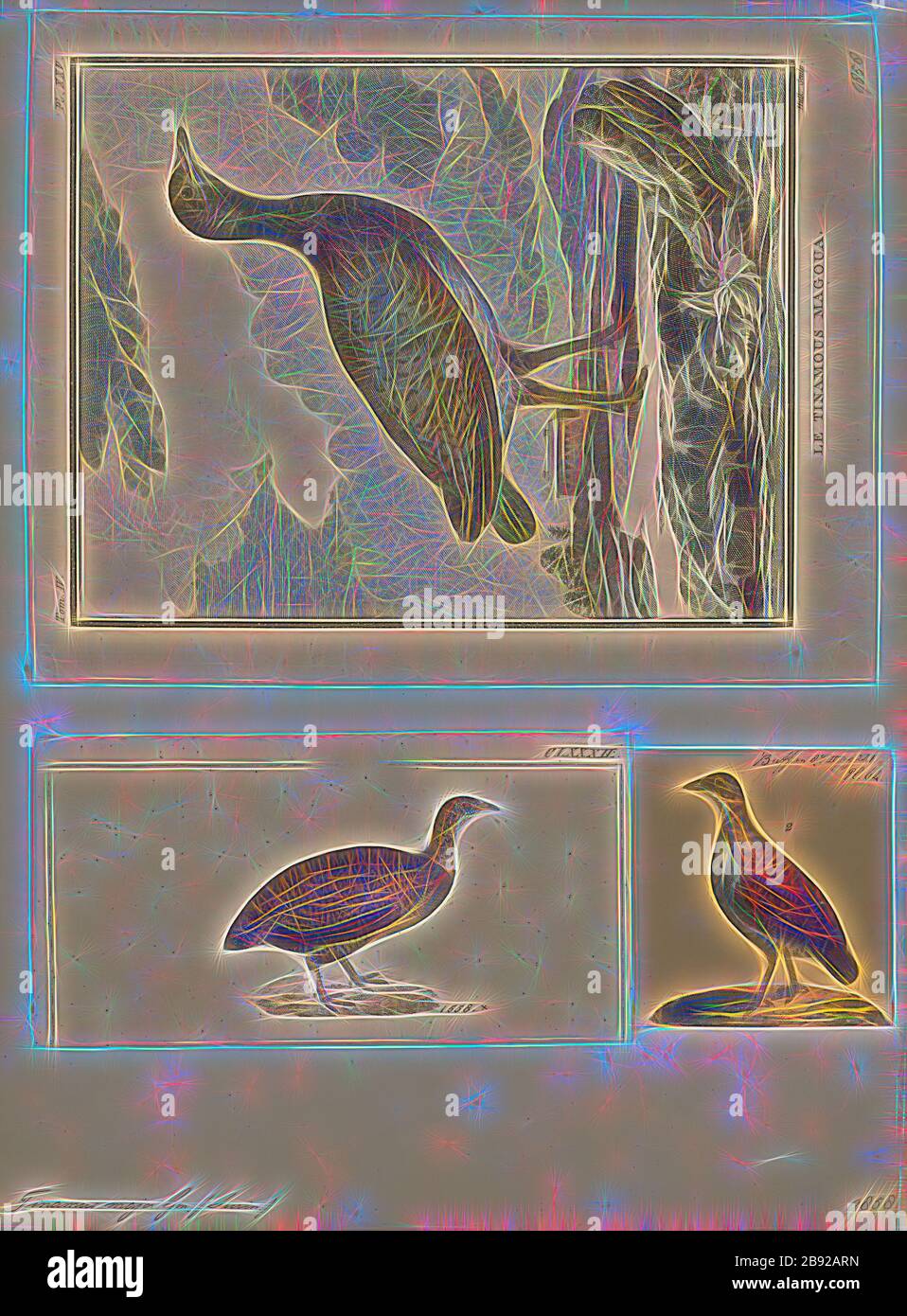 Tinamus major, Print, The great tinamou (Tinamus major) is a species of ...