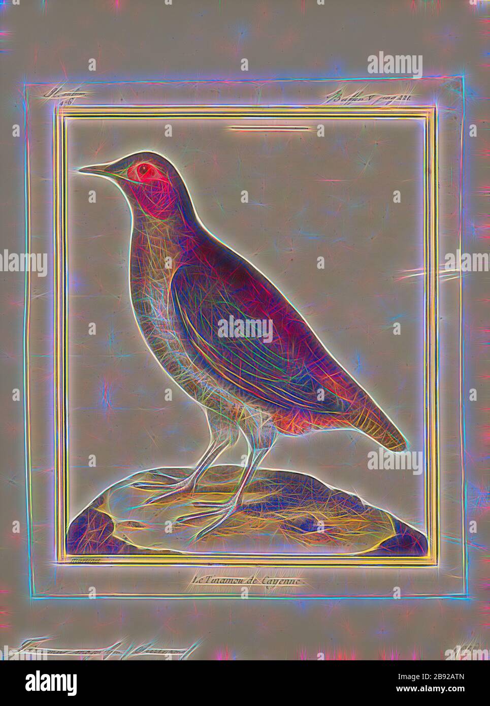 Tinamus major, Print, The great tinamou (Tinamus major) is a species of ...