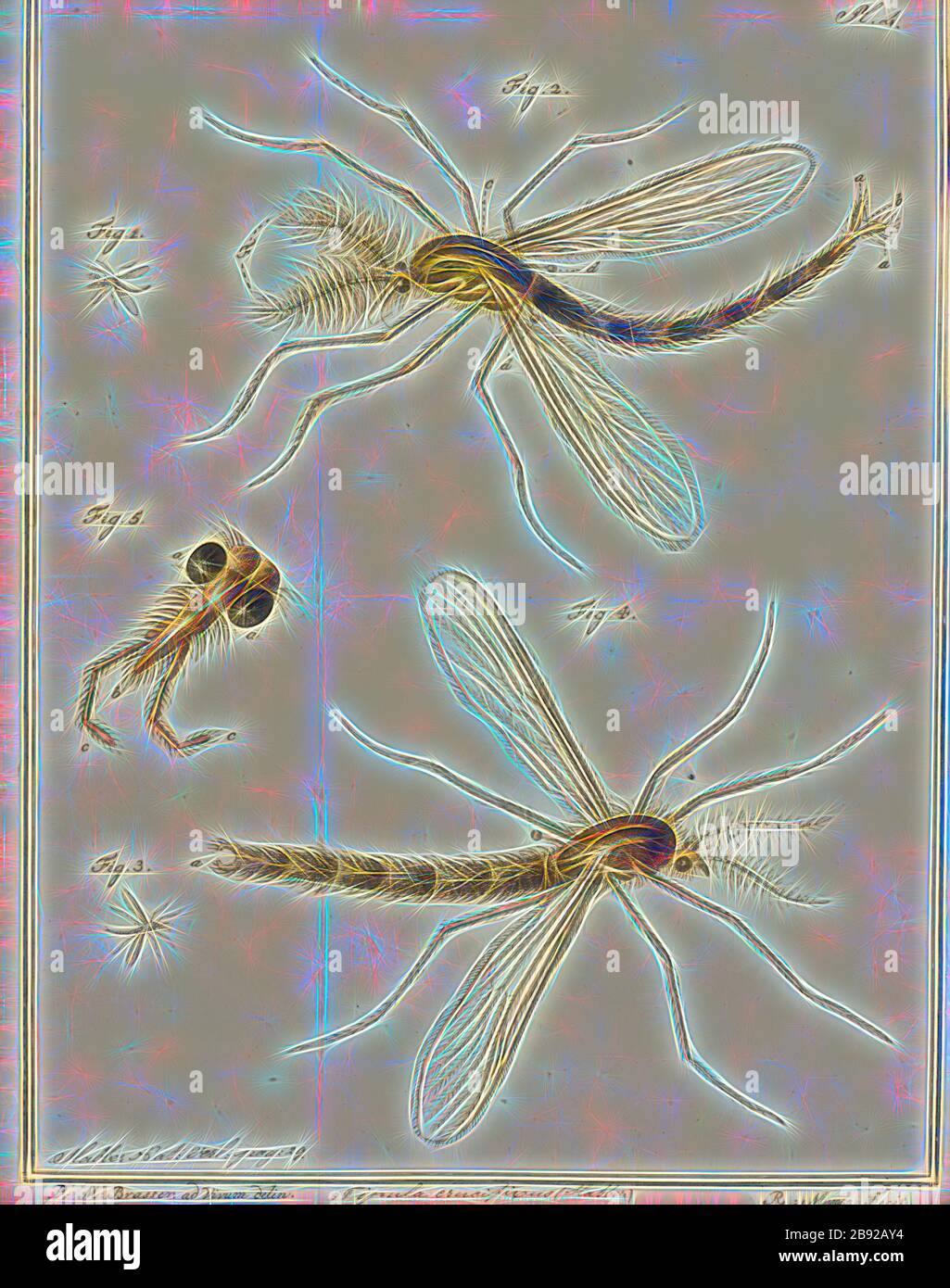 Tipula, Print, Tipula is a very large insect genus in the fly family ...