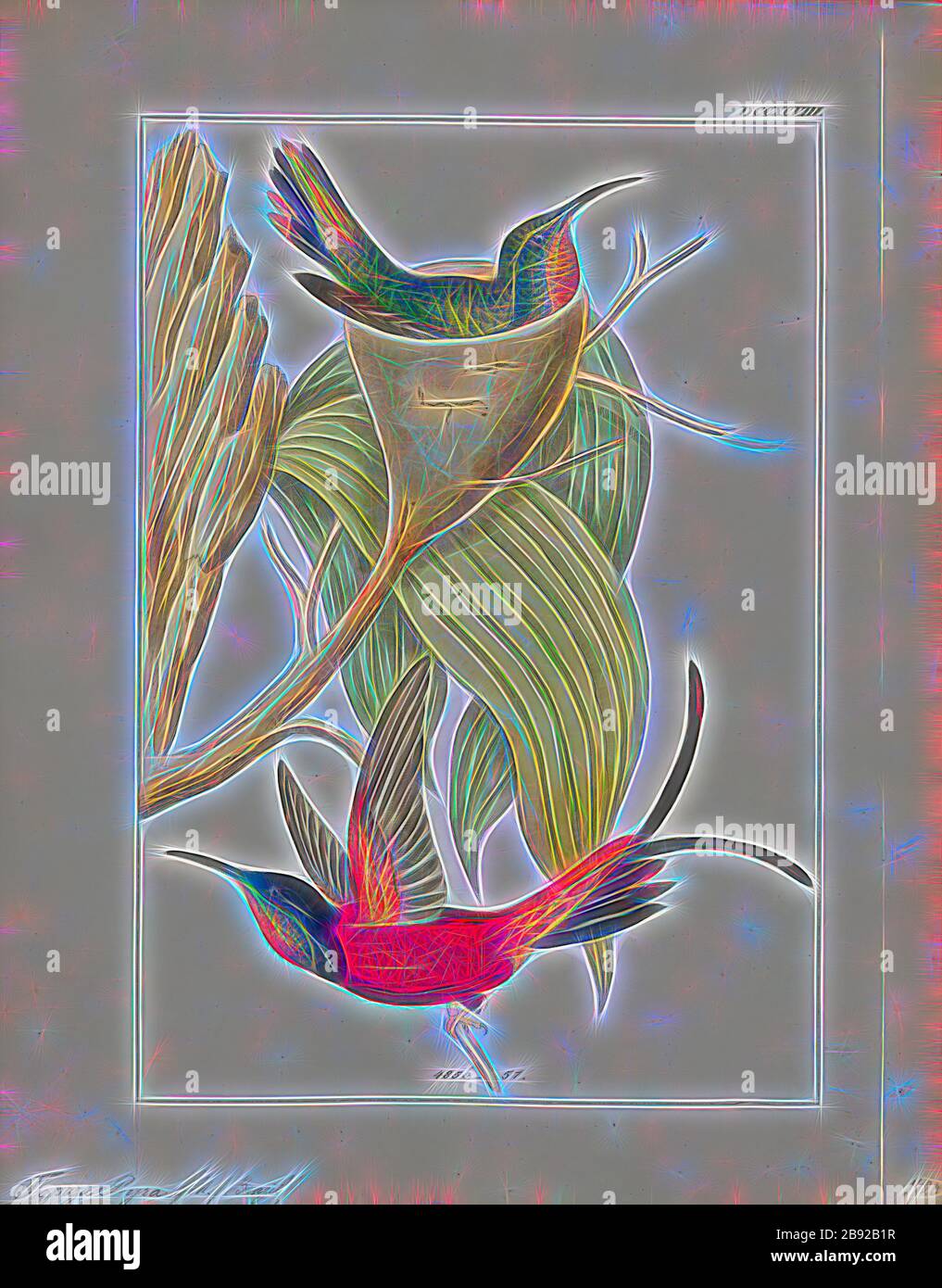 Topaza pyra, Print, The fiery topaz (Topaza pyra) is a species of ...