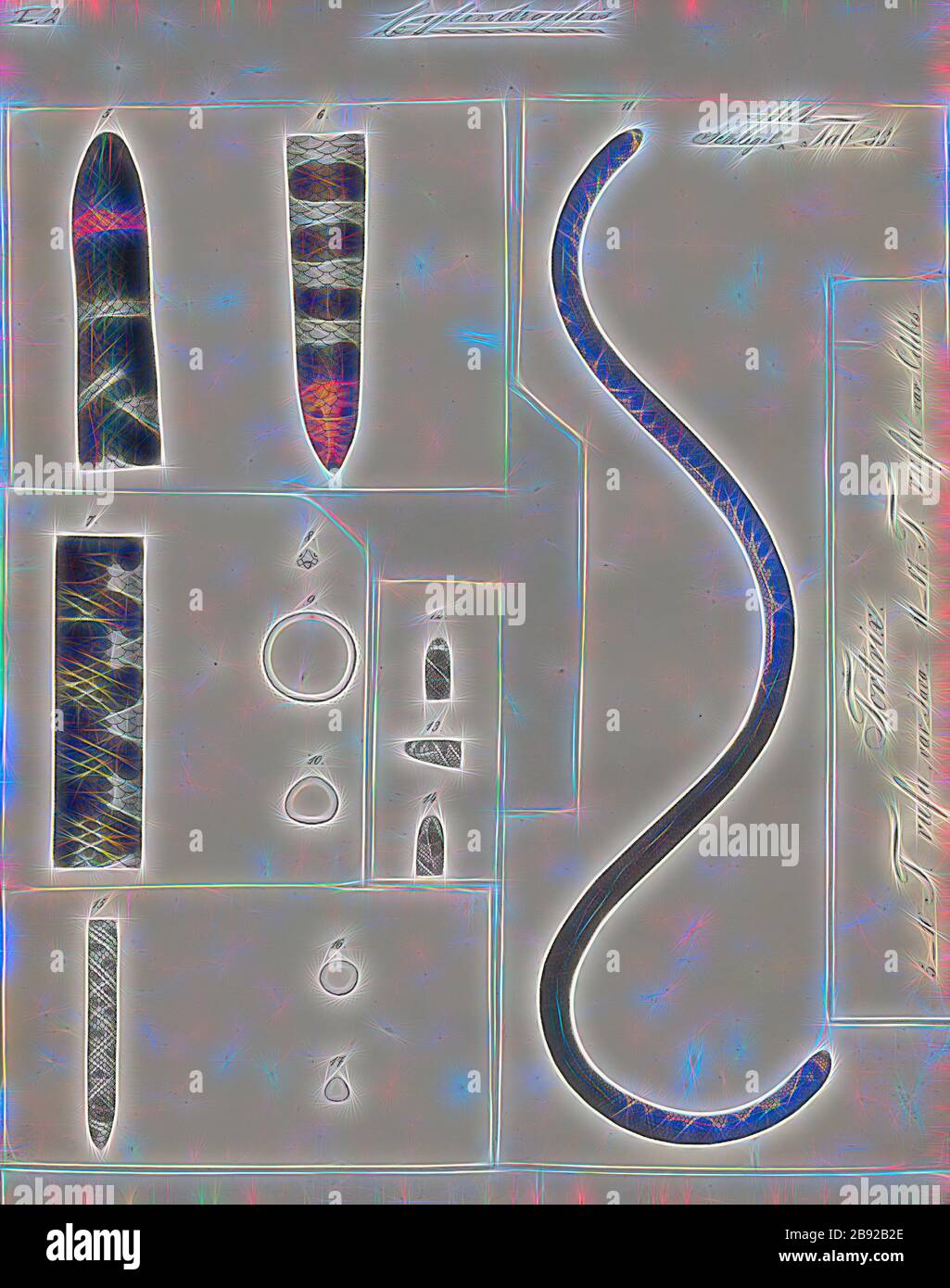 Red tailed pipe snake hi-res stock photography and images - Alamy