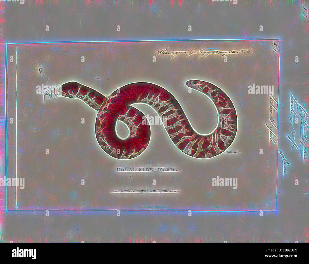Common pipe snake hi-res stock photography and images - Alamy