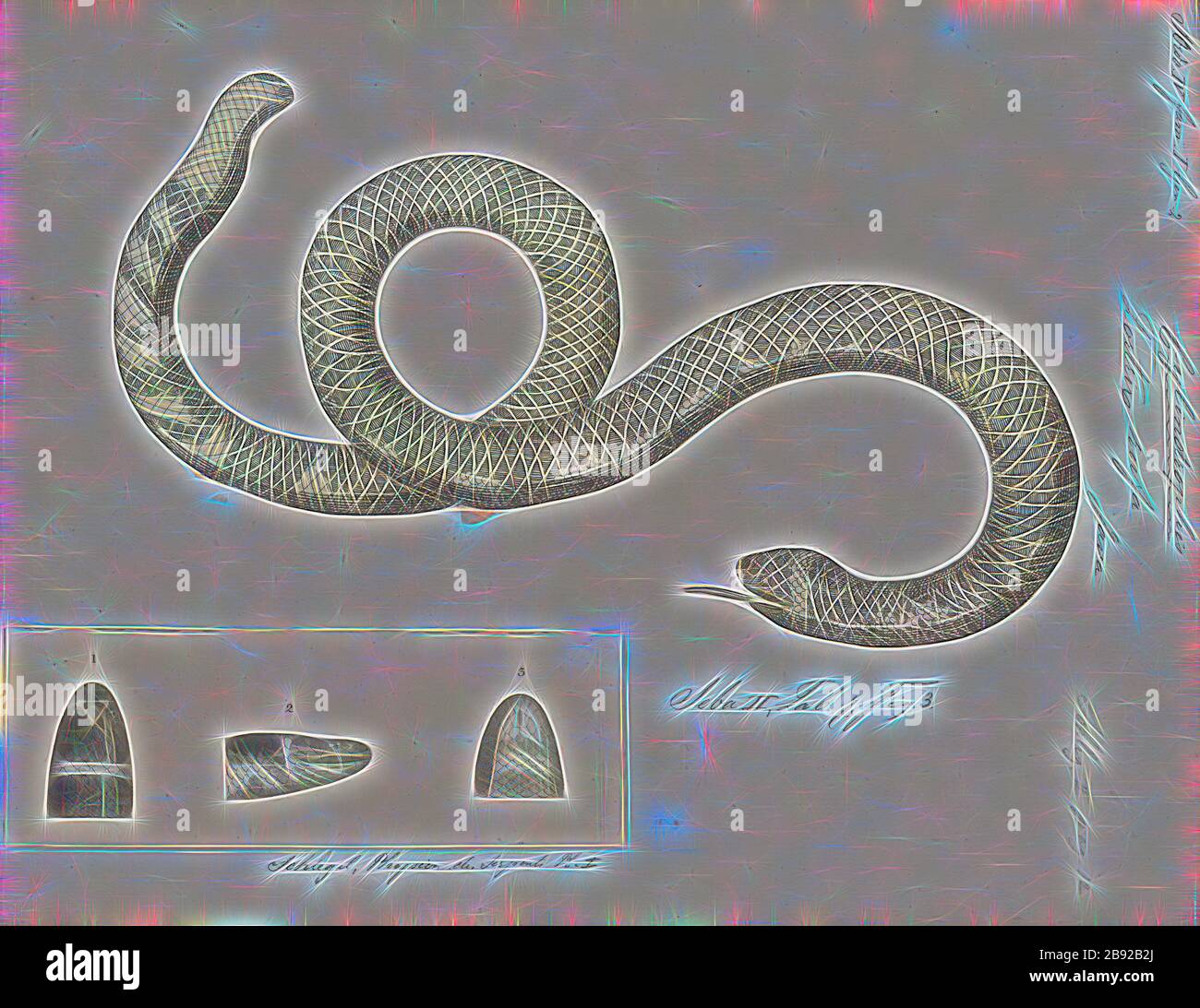 Red cylinder snake hi-res stock photography and images - Alamy