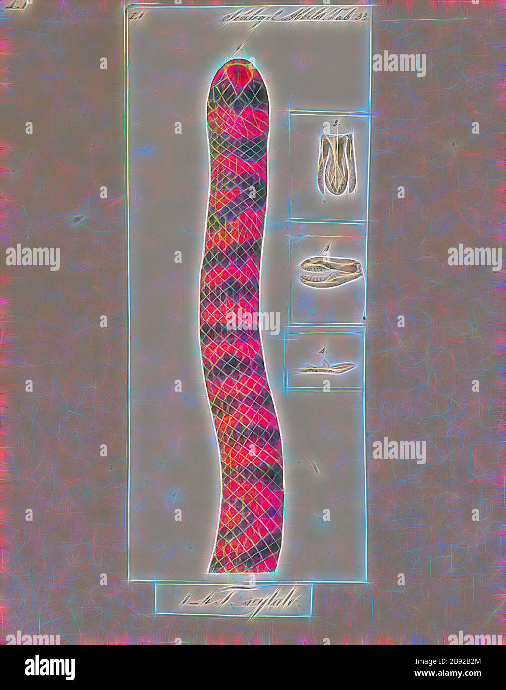 Vestigial Pelvic Girdle High Resolution Stock Photography and Images ...