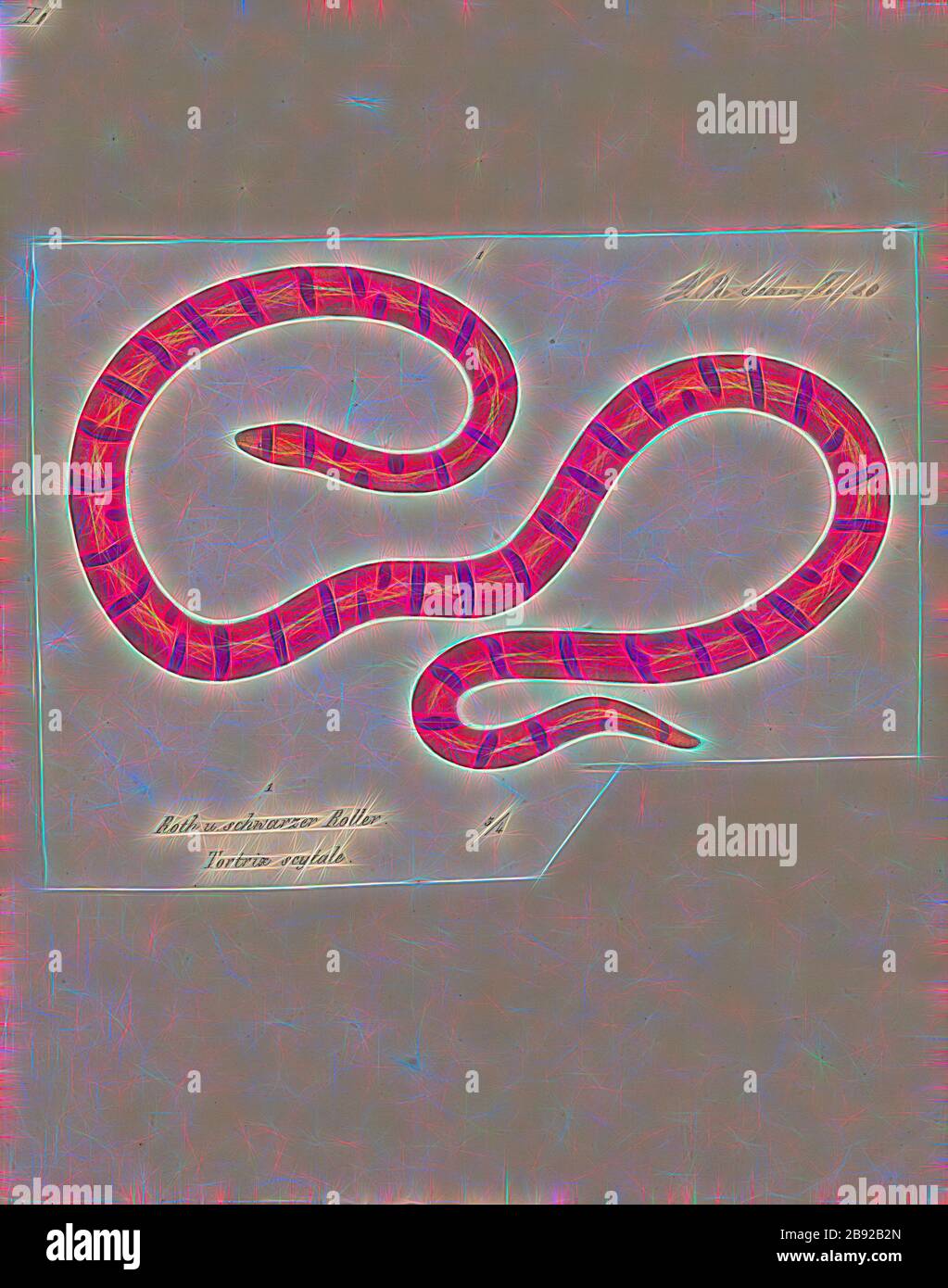 Vestigial pelvic girdle hi-res stock photography and images - Alamy