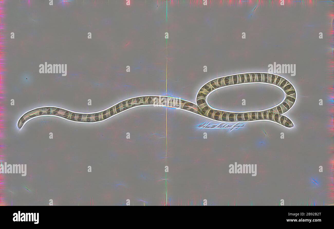 American pipe snake anilius scytale hi-res stock photography and images ...