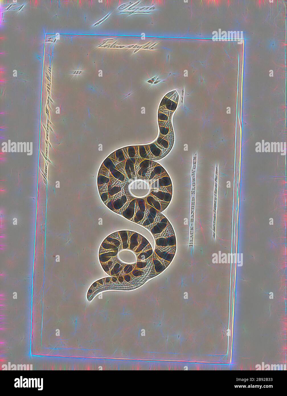 Vestigial pelvic girdle hi-res stock photography and images - Alamy