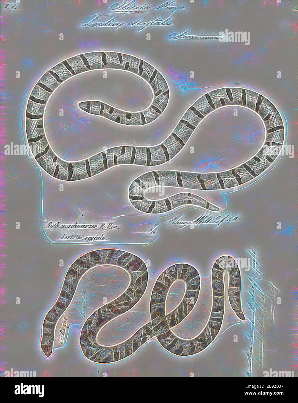 False coral snake anilius scytale hi-res stock photography and images ...