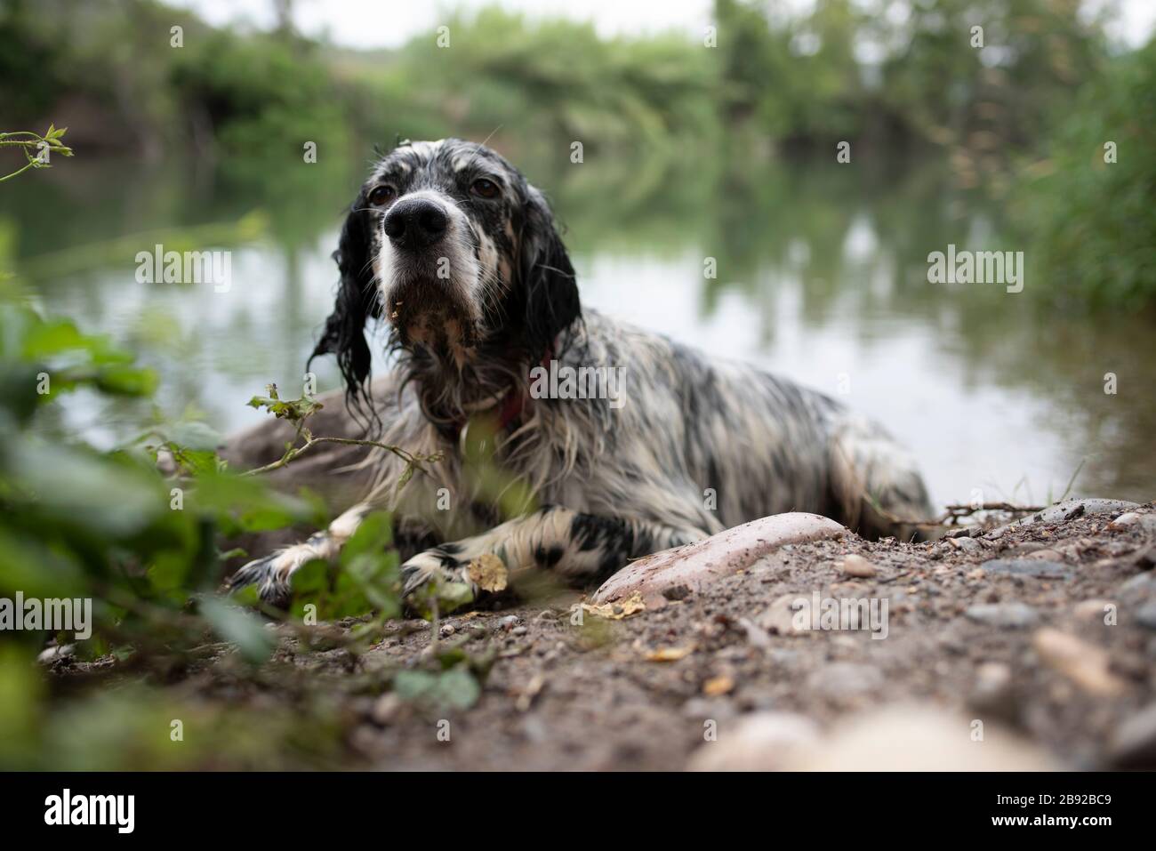 English Setter dog lying after a bath in the river during a vacation ...