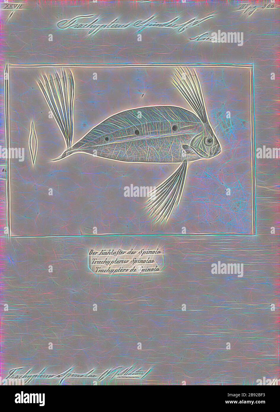 Trachypterus spinolae hi-res stock photography and images - Alamy