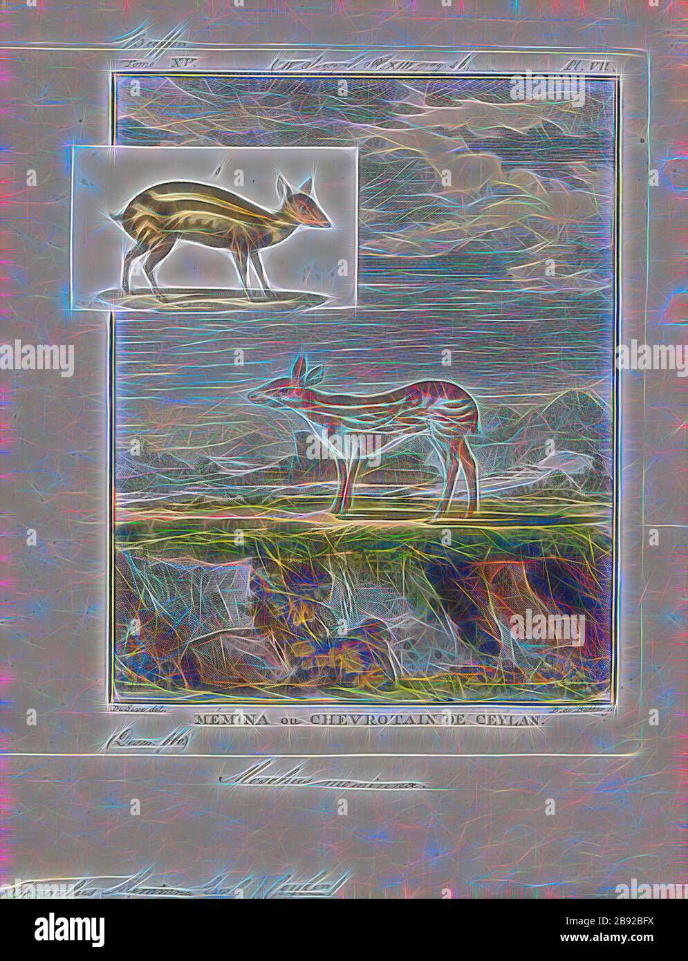 Striped upperparts hi-res stock photography and images - Alamy