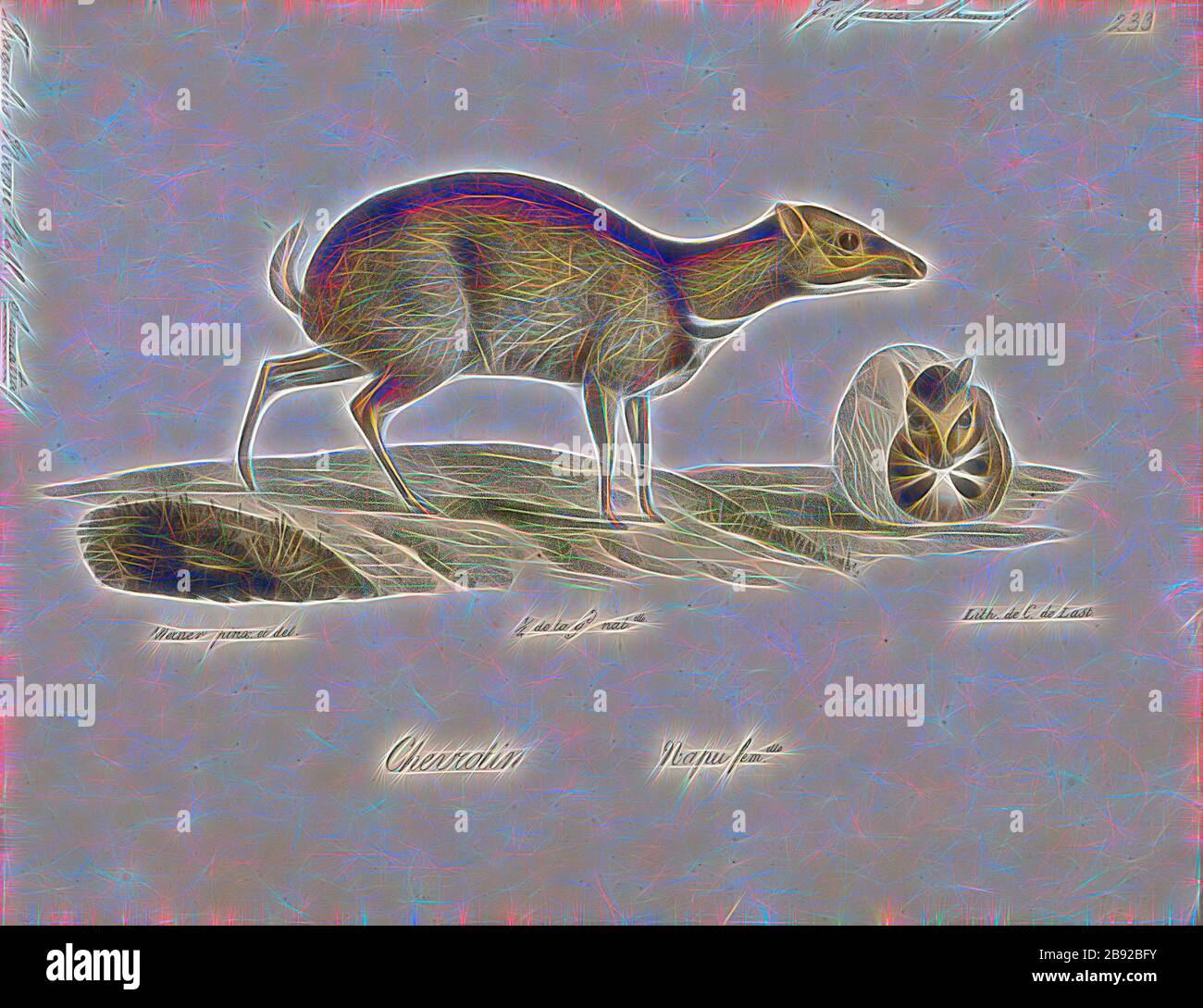 Deer of myanmar hi-res stock photography and images - Alamy