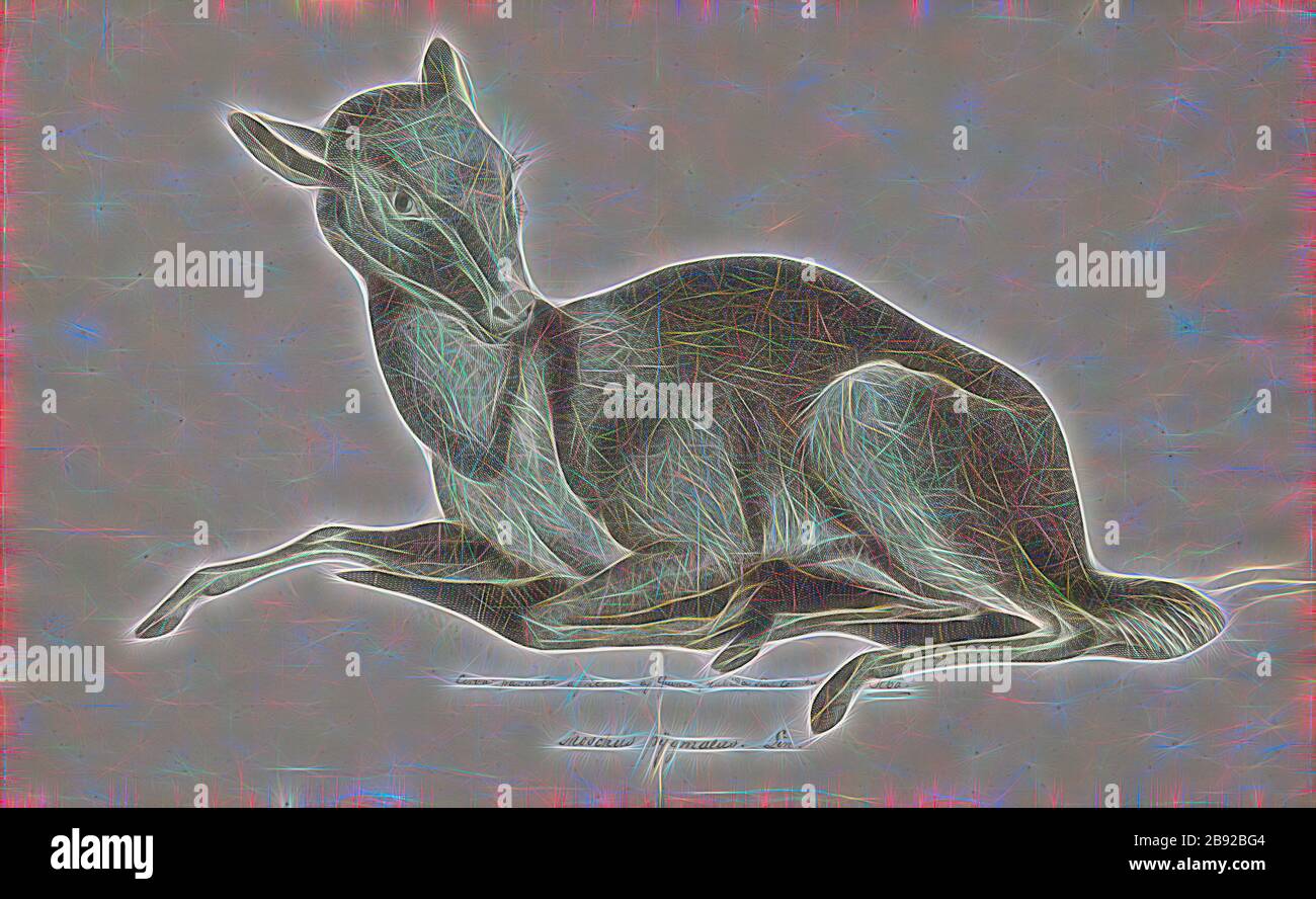 Neotragus antelopes hi-res stock photography and images - Alamy