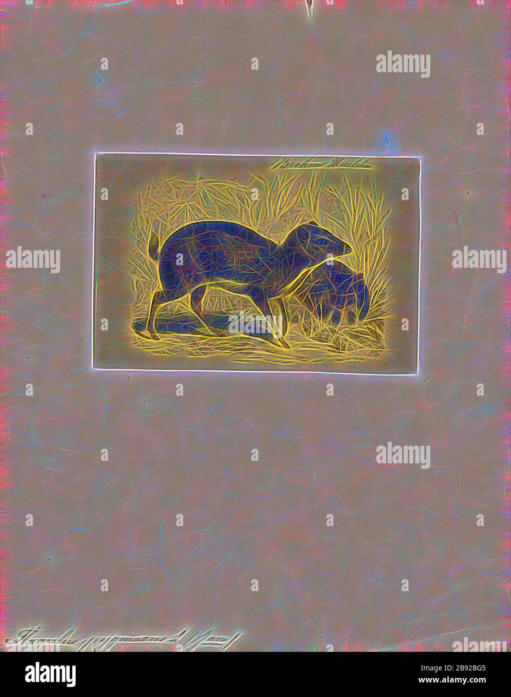 Tragulus pygmaeus, Print, Tragulus is a genus of even-toed ungulates in ...