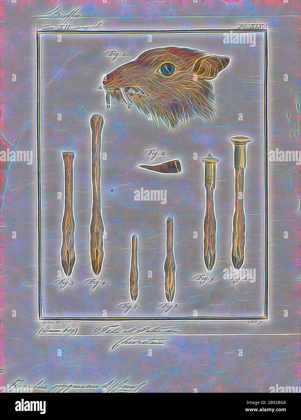 Tragulus pygmaeus, Print, Tragulus is a genus of even-toed ungulates in ...