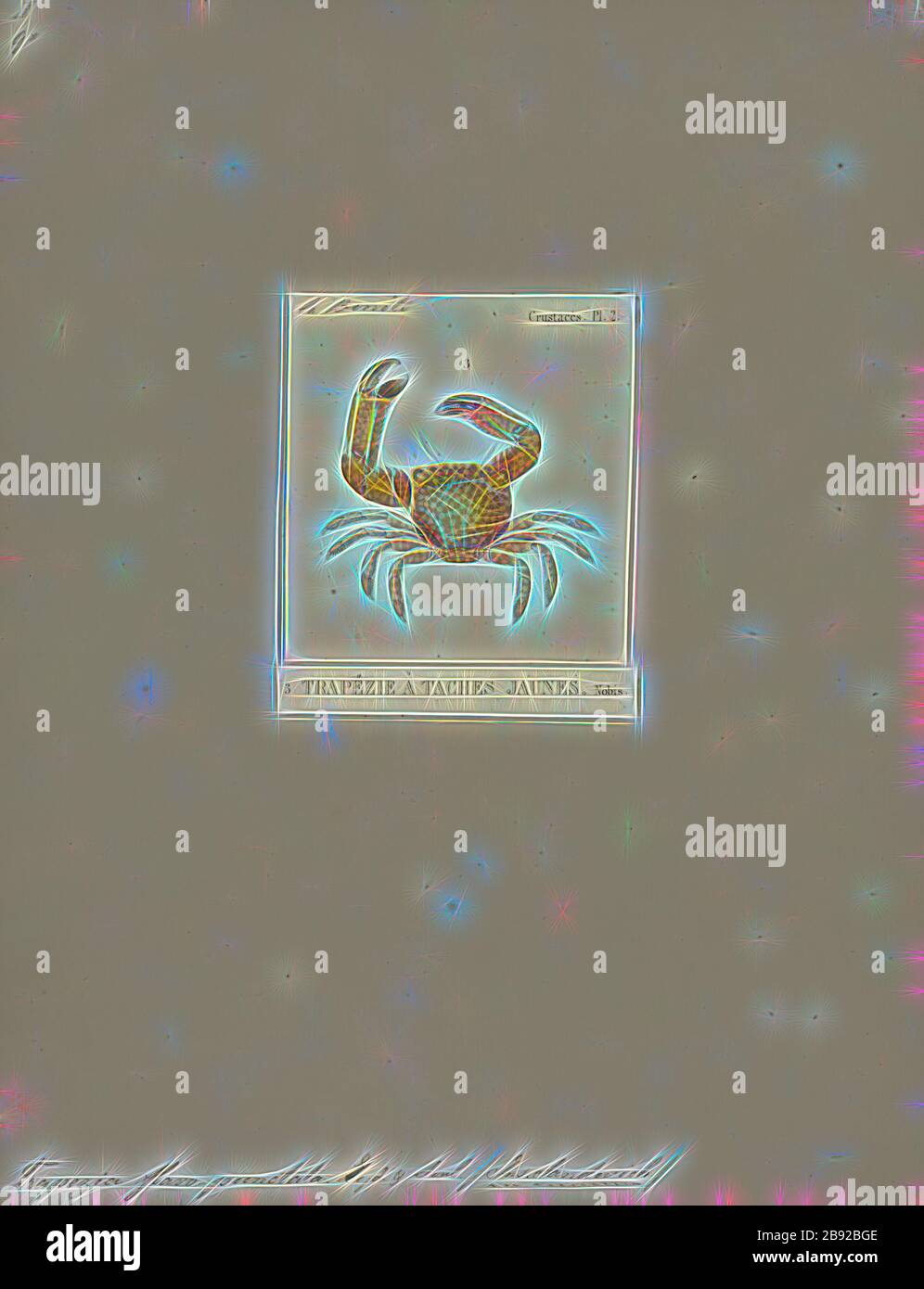 Trapezia flavopunctata, Print, Trapezia is a genus of guard crabs in ...