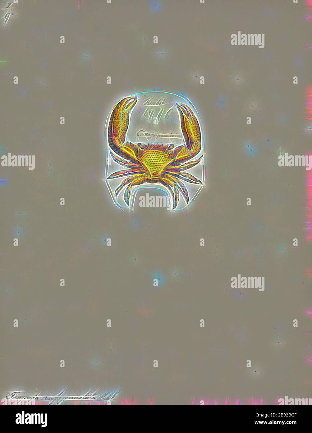 Trapezia rufopunctata, Print, Trapezia rufopunctata is a species of ...