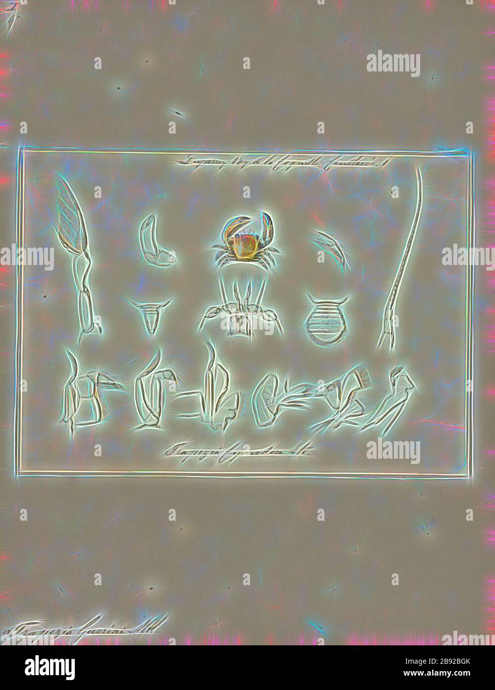 Trapezia guerini hi-res stock photography and images - Alamy